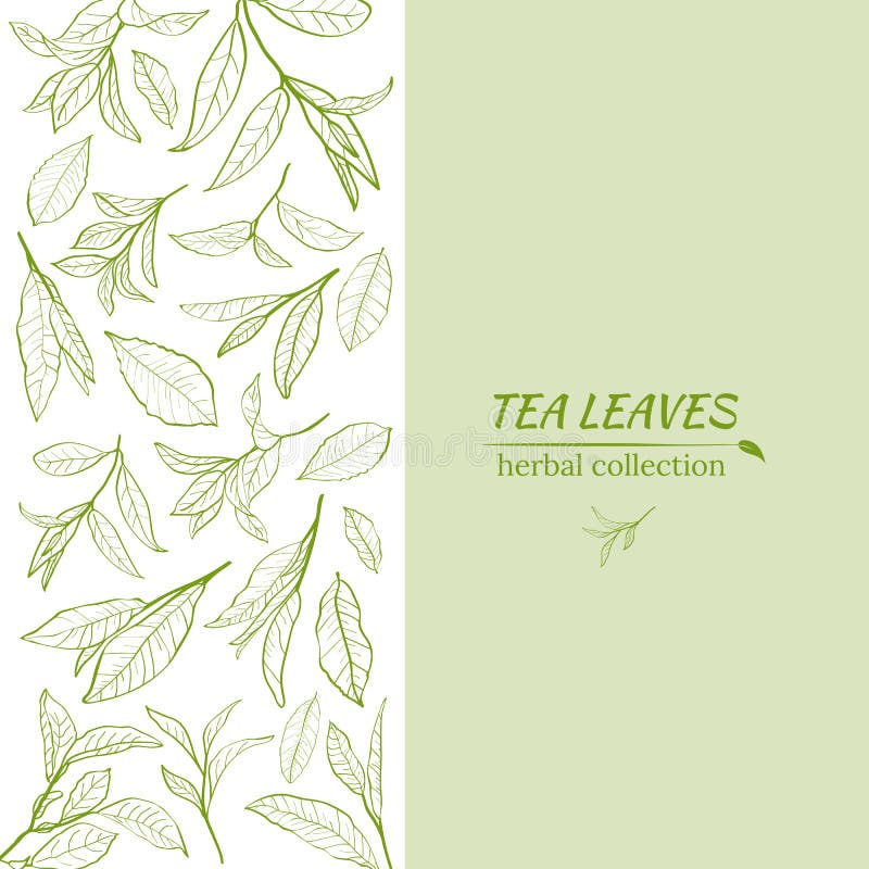 Template for Design with a Set of Tea Leaves Stock Vector ...