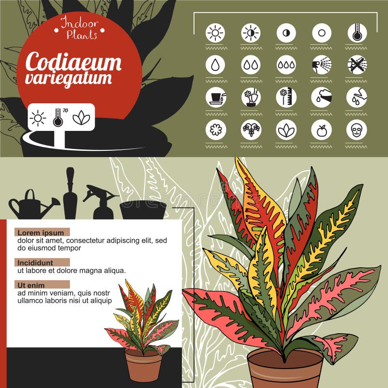 Codiaeum Stock Illustrations – 176 Codiaeum Stock Illustrations ...