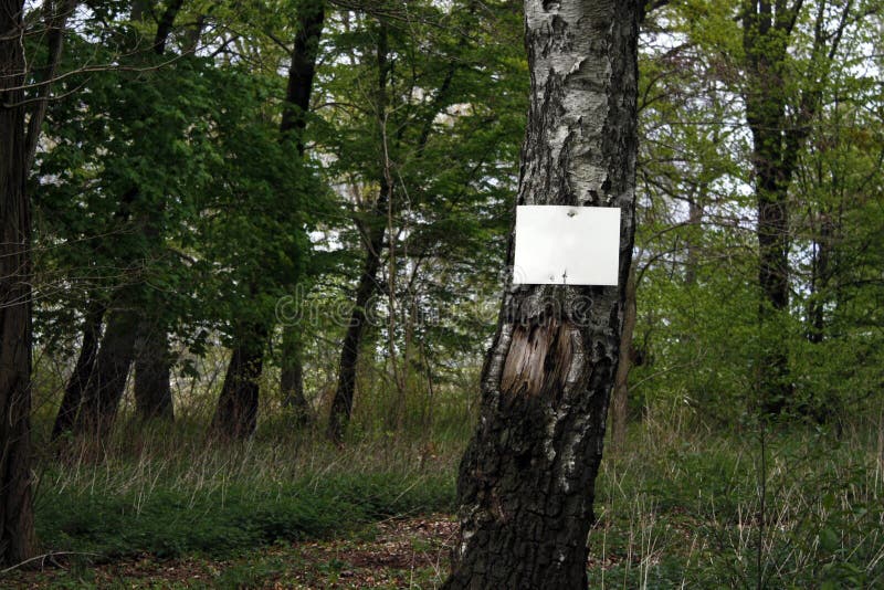 Template of the Notice on the Tree Stock Image - Image of tree ...