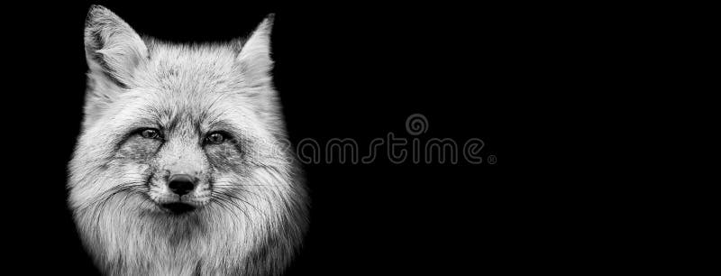Template of Red Fox in B&W with Black Background Stock Image - Image of ...