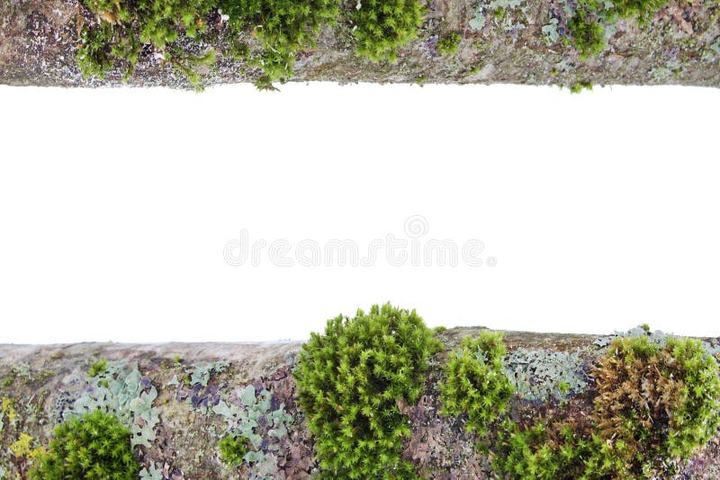 Template with Tree Bark Covered in Moss and Lichen Stock Image - Image ...