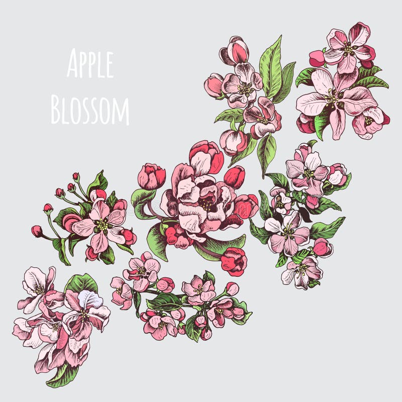 Template for Wedding Invitation. Card Vector Illustration with Apple ...