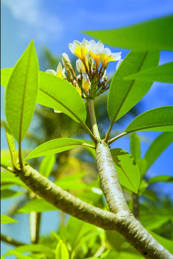 Temple blossom stock image. Image of lanka, frangipani - 29145743