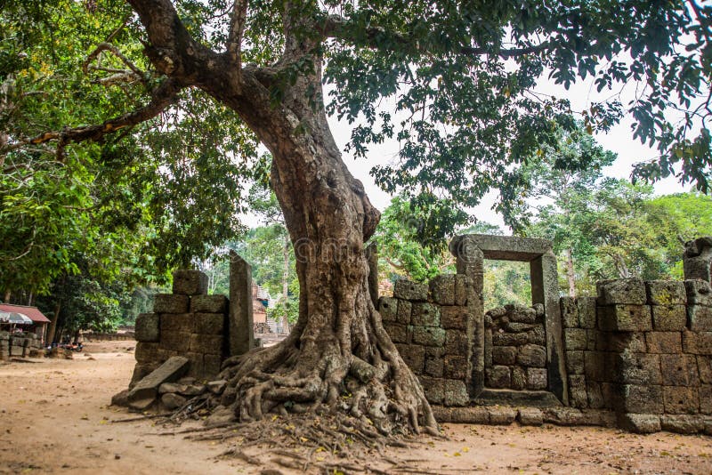The Temple Complex of Angkor.Trees with Roots.Cambodia. Stock Image ...