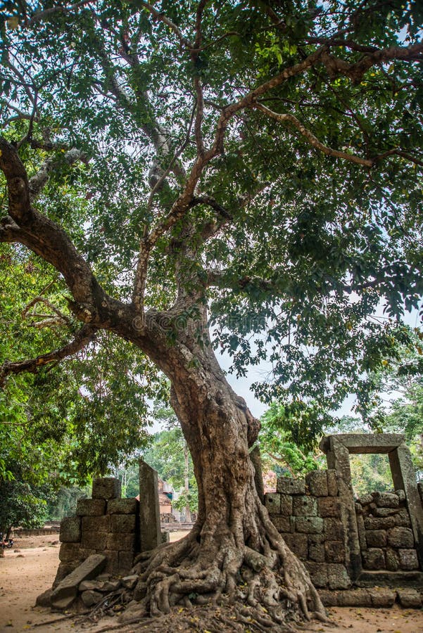 The Temple Complex of Angkor.Trees with Roots.Cambodia. Stock Photo ...