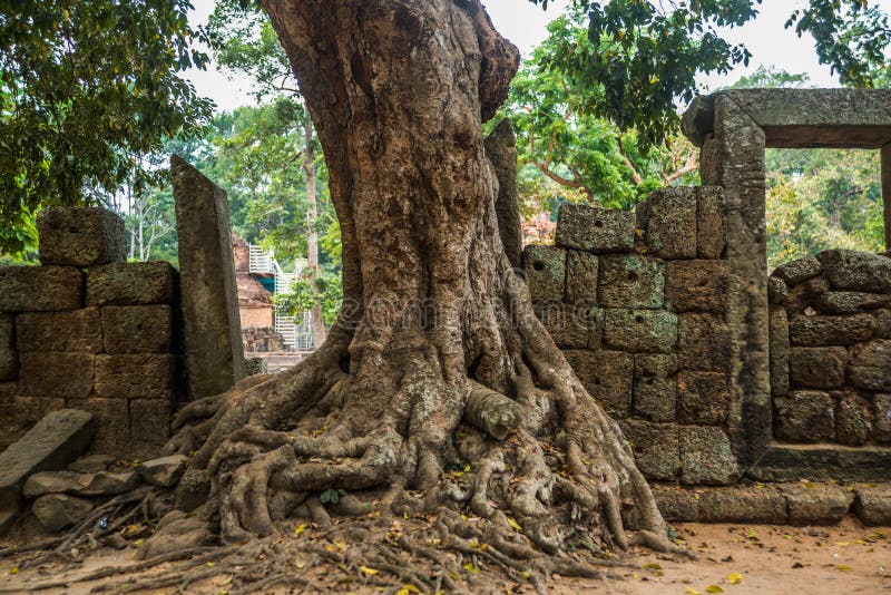 The Temple Complex of Angkor.Trees with Roots.Cambodia. Stock Photo ...