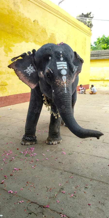 Temple elephant stock image. Image of temple, people - 118060559