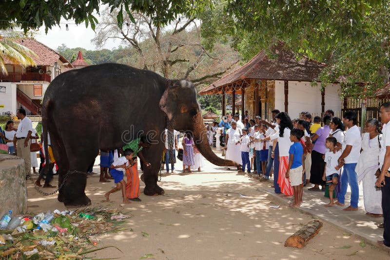 Temple Elephants from Kandy in Sri Lanka Editorial Image - Image of ...