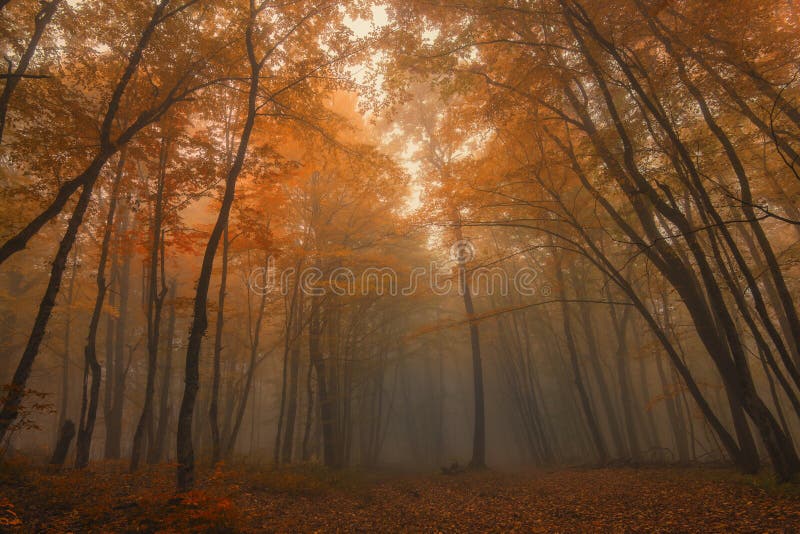 Temple of the Fall stock image. Image of bush, landscapes - 63085347