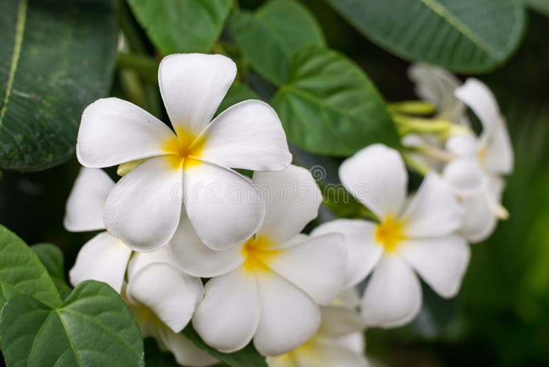 Fresh Beautiful White Temple Flower Stock Photo - Image of leelawadee ...