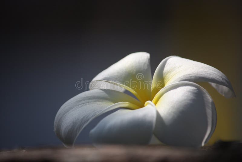 Temple flower white stock image. Image of flowers, romantic - 157921365