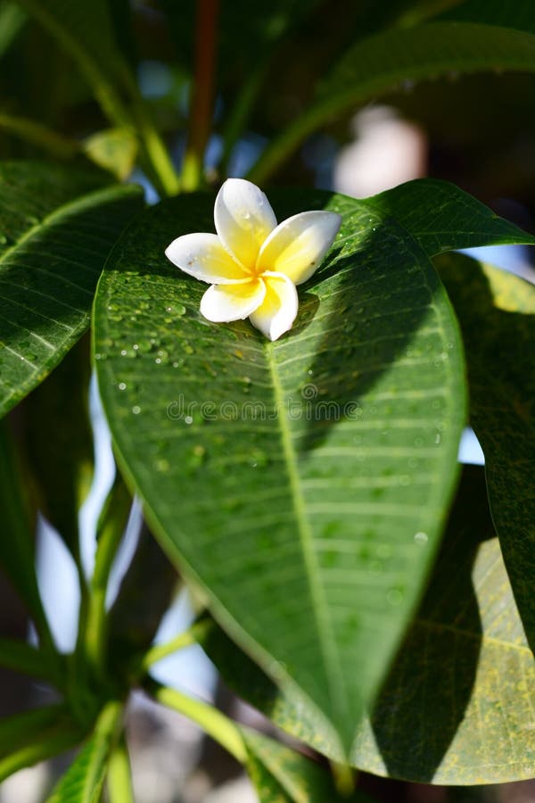 Temple flower stock image. Image of home, world, outdroo - 73257701