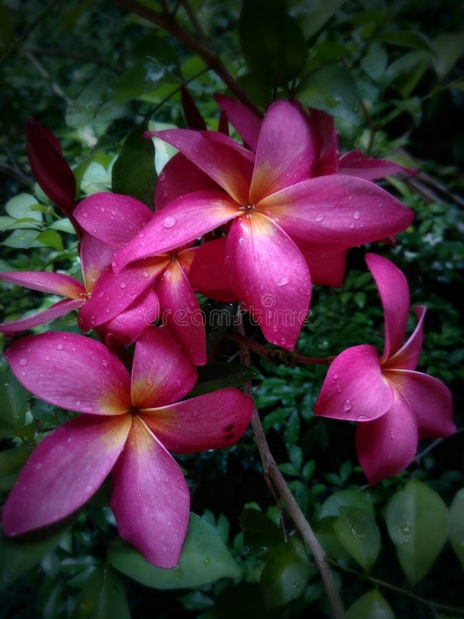 Temple Flower on Tree in the Rainforrest is Nice . Stock Image - Image ...
