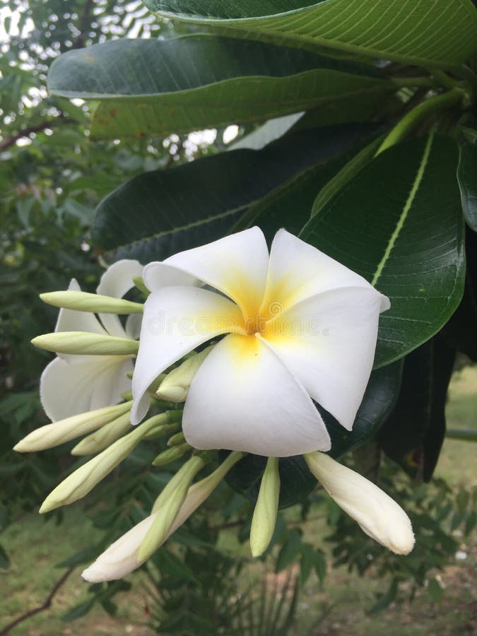 Temple flowers stock photo. Image of flowers, white - 237477454