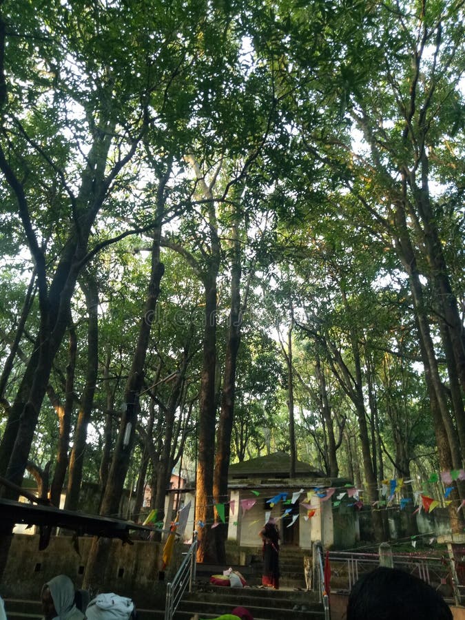 A Temple is Located between the Long Tree Like Bamboo Tree Stock Image ...