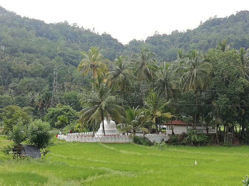 Temple Middle of Paddy Field. Kandy Stock Photo - Image of hill, meadow ...
