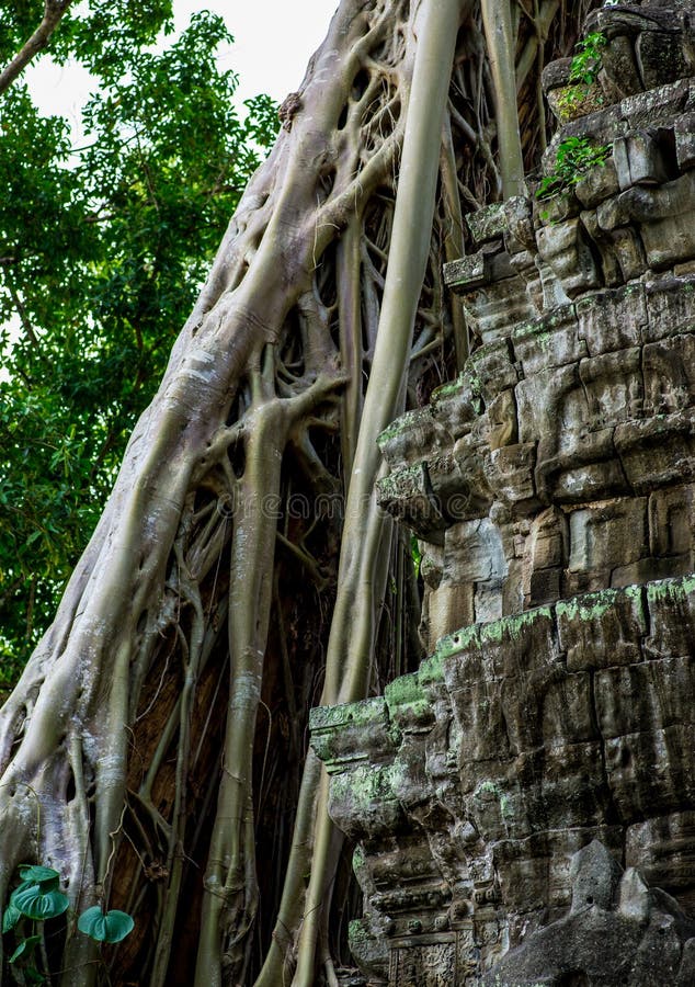 Overgrown Roots Strangling A Tree In The Jungle Near Siem Reap ...