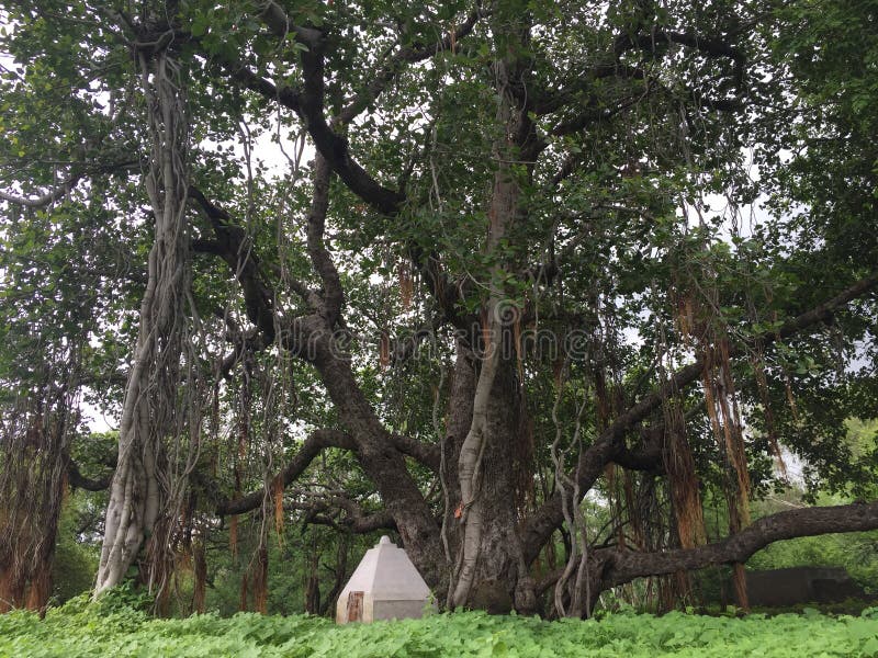 A Temple stock photo. Image of tree, temple, banyan - 175180706