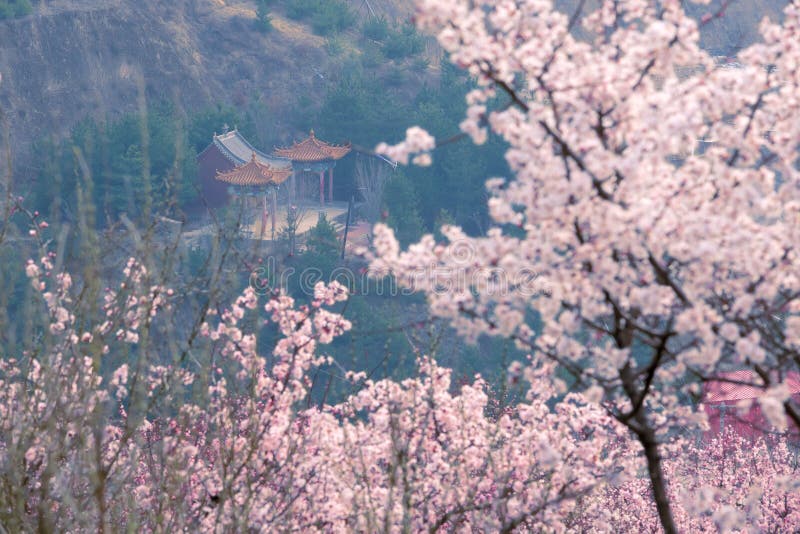 Temple in spring stock photo. Image of pine, temple - 178560774