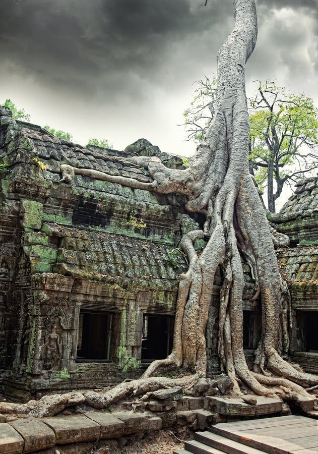 Giant Trees Covering the Old Temples of Angkor Wat Stock Image - Image ...