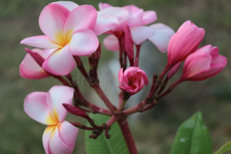 Temple tree stock image. Image of landscape, nature, garden - 39611499