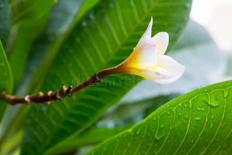 Temple tree flower stock photo. Image of beautiful, environment - 32079022