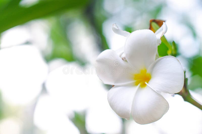 Temple Tree stock photo. Image of yellow, noun, nature - 54489726