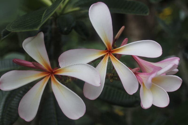 Temple Tree, Pagoda Tree, Flower Arrangement Pink Flower. Stock Image ...