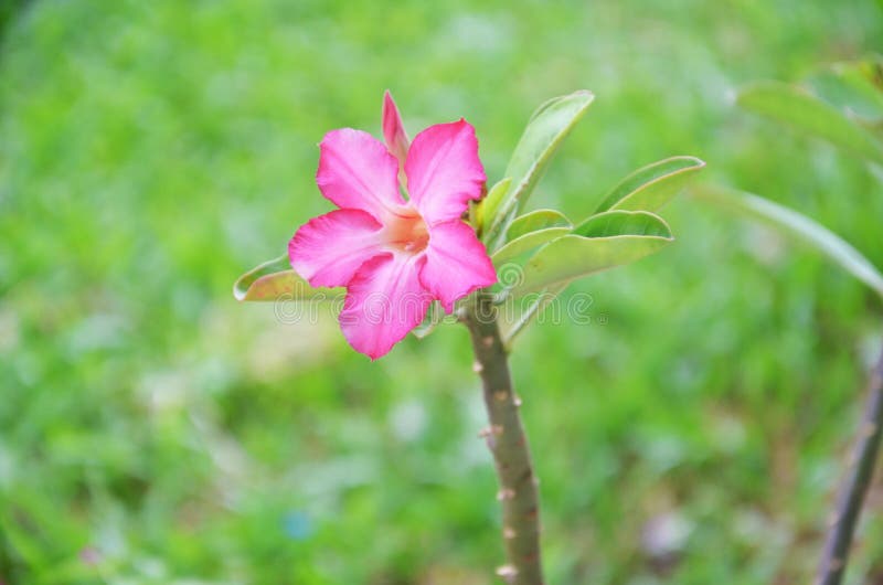 Temple Tree, Pagoda, Frangipani, Flower. Stock Image - Image of ...