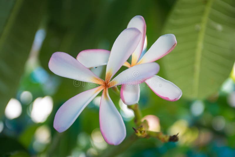 Temple tree stock image. Image of plant, garden, flowers - 93251287