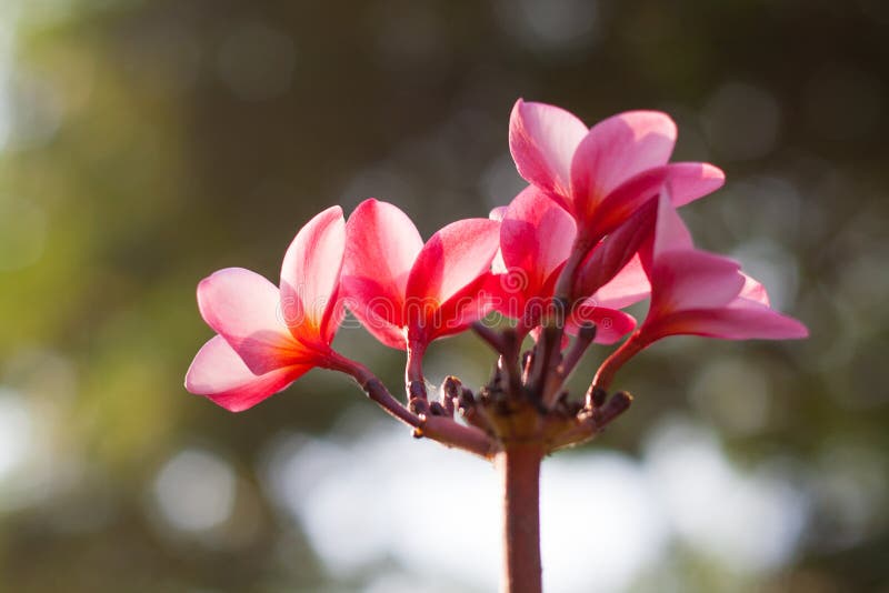 Temple tree stock image. Image of plumeria, graveyard - 93251317