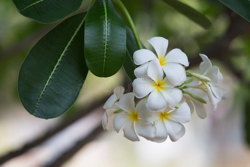 Temple tree stock photo. Image of yellow, beautiful, graveyard - 93251330