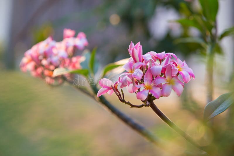 Temple tree stock photo. Image of beautiful, colorful - 93251334