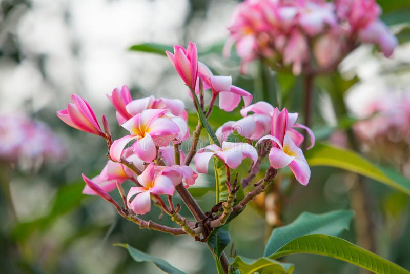 Temple tree stock image. Image of beauty, colorful, pink - 93251471