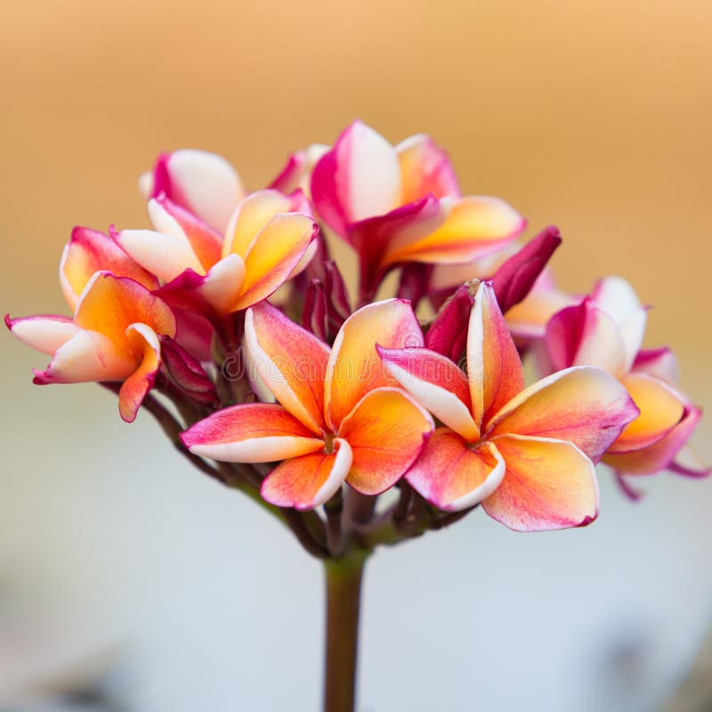 Temple tree stock image. Image of isolated, name, plumeria - 93251347