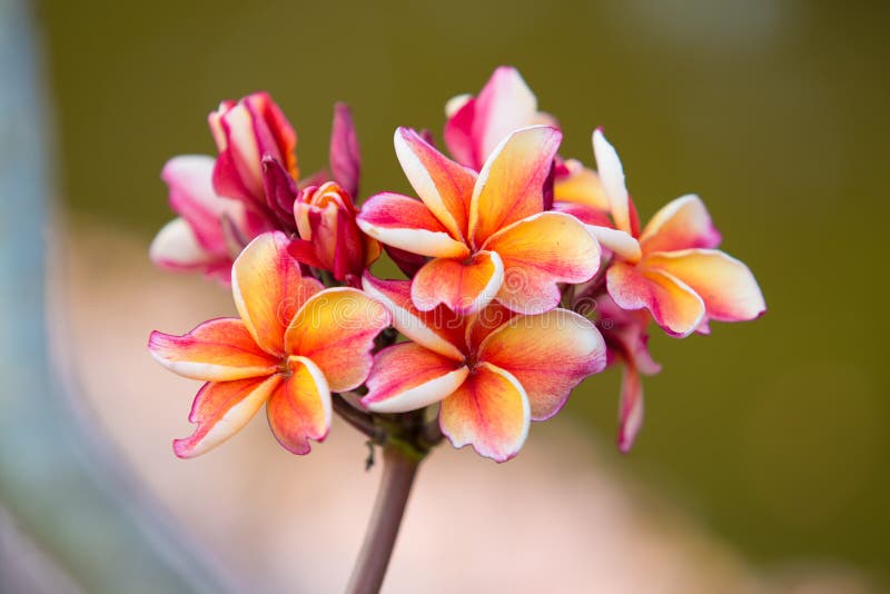 Temple tree stock image. Image of isolated, name, garden - 93251355