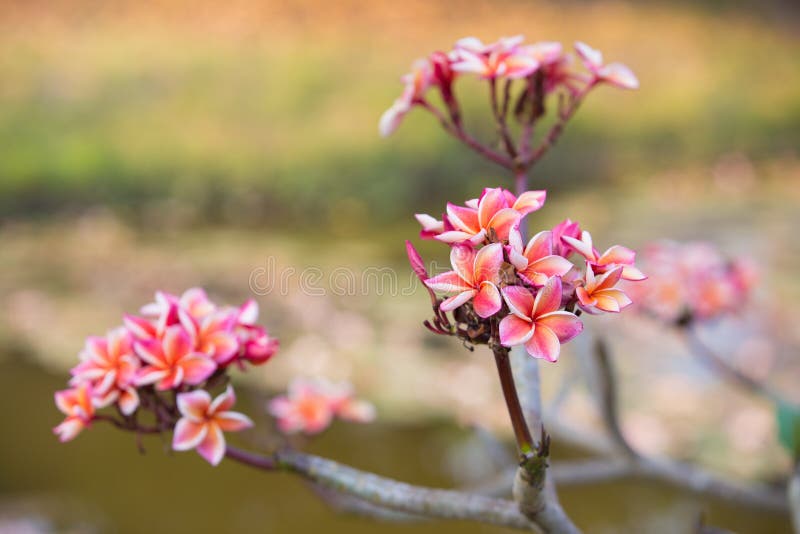 Temple tree stock image. Image of plenty, romantic, flower - 93251365
