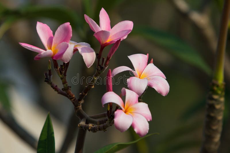 Temple tree stock image. Image of pink, blooming, massage - 93251369