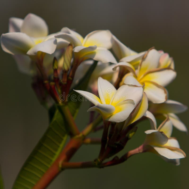 Temple tree stock image. Image of fragrant, romantic - 93251379