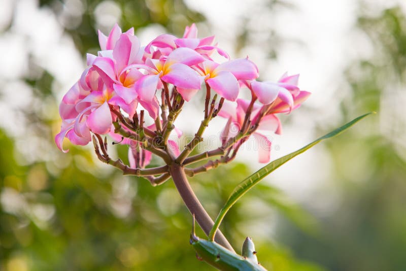 Temple tree stock photo. Image of pink, name, plant, tree - 93251380