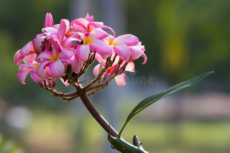 Temple tree stock photo. Image of garden, plenty, tree - 93251394