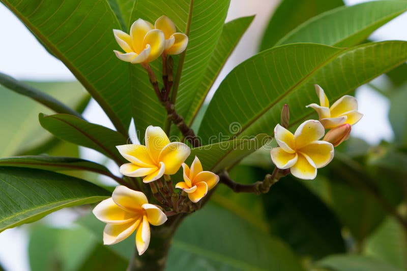 Temple tree stock image. Image of flora, blossom, plenty - 93251405