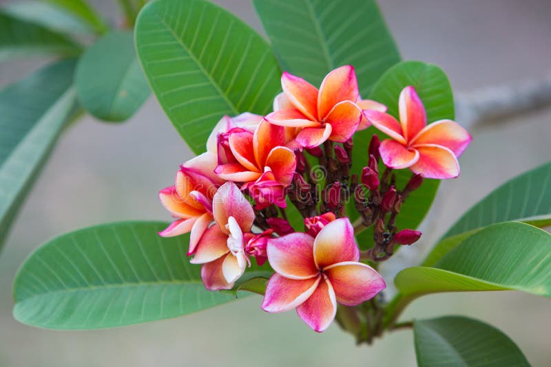 Temple tree stock photo. Image of yellow, beautiful, graveyard - 93251330