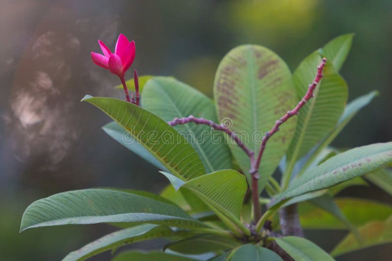 Temple tree stock photo. Image of isolated, plant, pink - 93251420