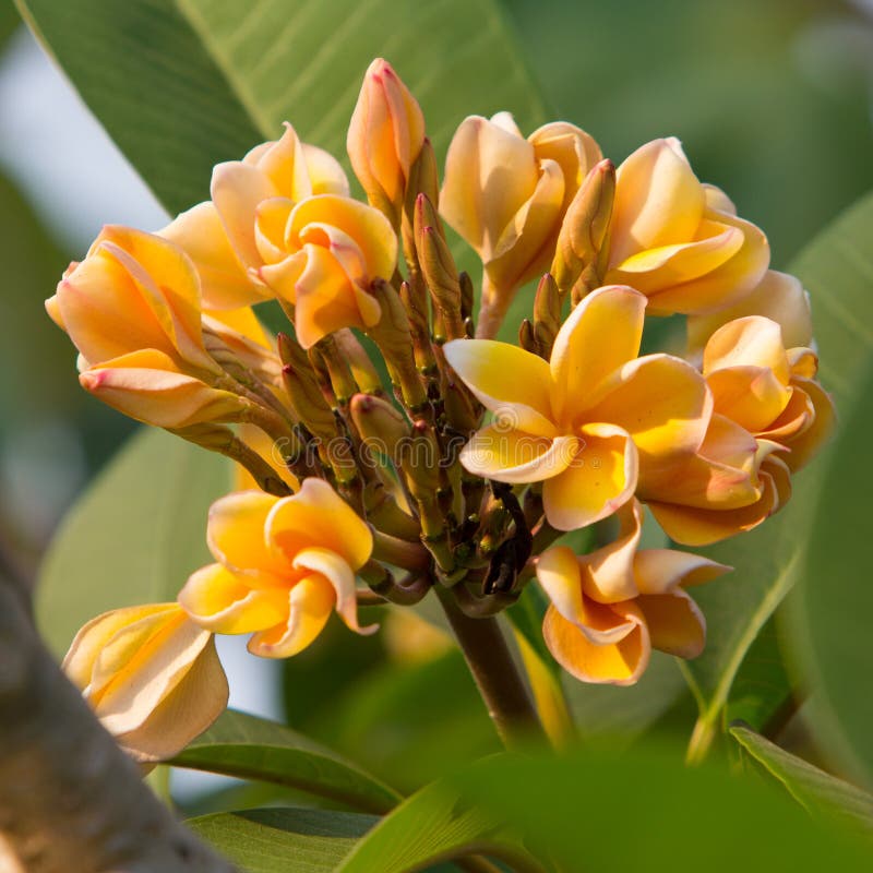 Temple tree stock image. Image of garden, plumeria, colorful - 93251423