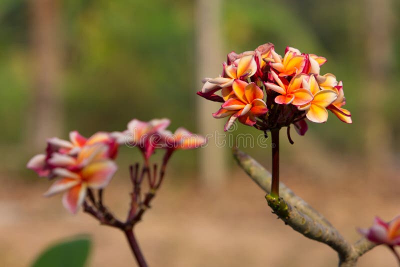 Temple tree stock photo. Image of garden, beautiful, blooming - 93251424