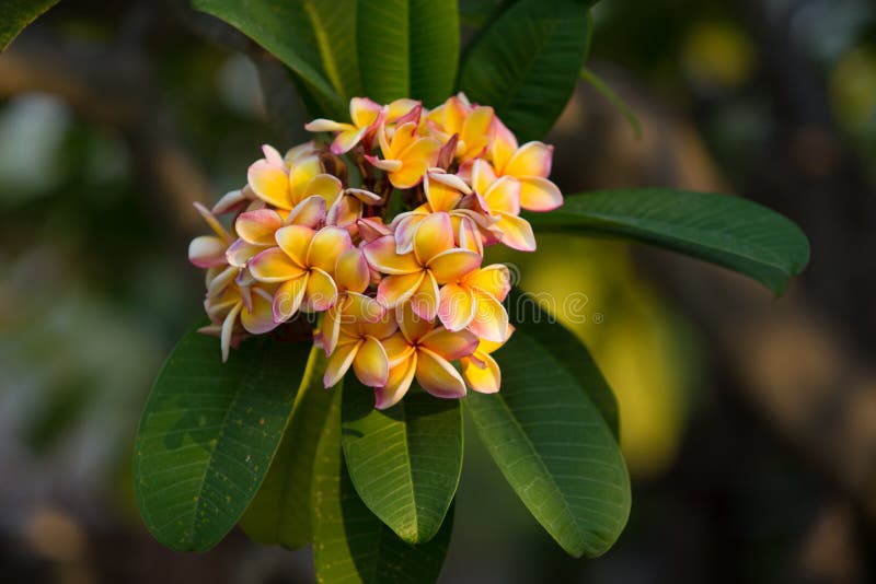 Temple tree stock photo. Image of white, flowers, plumeria - 93251354