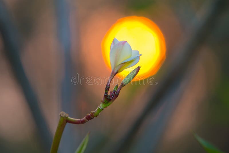 Temple tree stock image. Image of blooming, flower, tree - 93251467