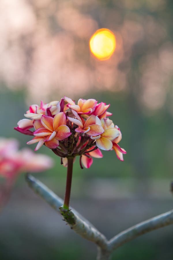 Temple tree stock image. Image of blooming, romantic - 93251469