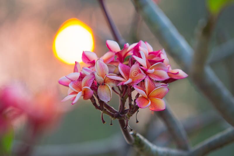 Temple tree stock photo. Image of frangipani, white, name - 93251482